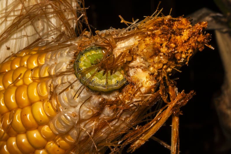 Fall Armyworm Pests Damage the Ear Corn on Field Stock Image - Image of ...