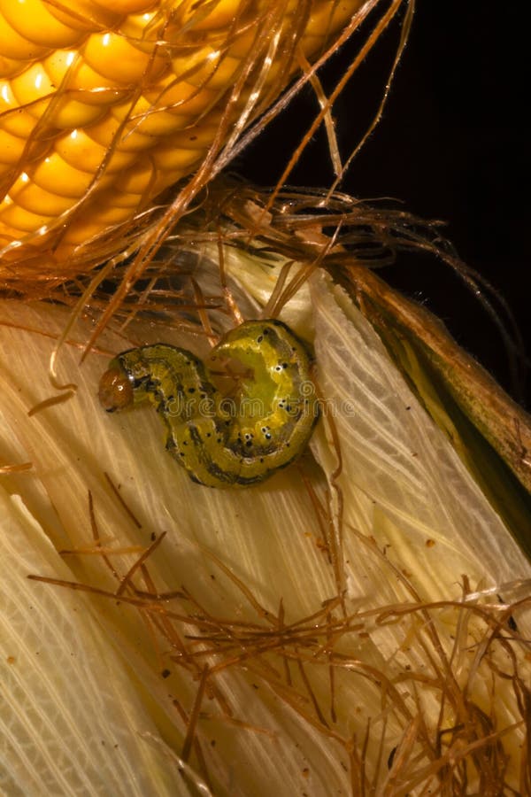Fall Armyworm Pests Damage the Ear Corn on Field Stock Photo - Image of ...