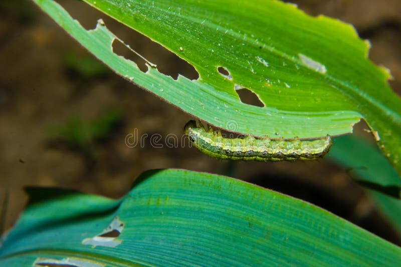 Fall Armyworm Spodoptera Frugiperda on Corn Leaf. Corn Leaves Damage by ... Fall Armyworm Spodoptera Frugiperda on Corn Leaf. Corn Leaves Damage by ...