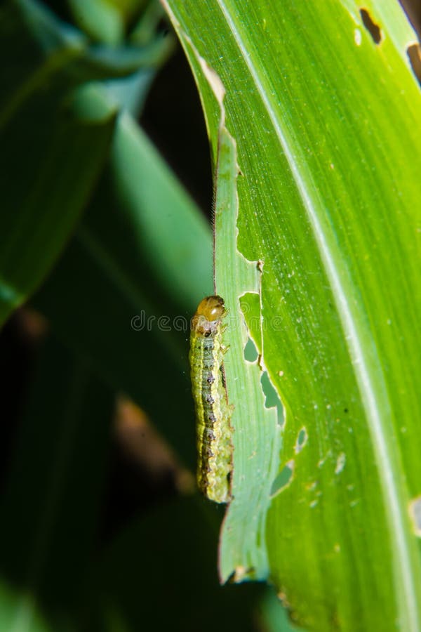 Fall Armyworm Spodoptera Frugiperda on Corn Leaf. Corn Leaves Damage by ... Fall Armyworm Spodoptera Frugiperda on Corn Leaf. Corn Leaves Damage by ...