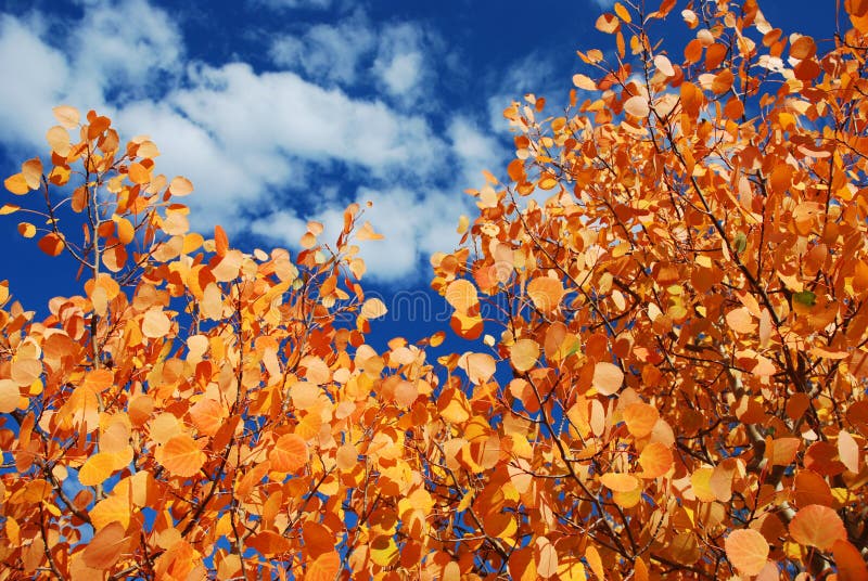 Fall Aspen Tree stock photo. Image of fall, autumn, leaf - 6466332