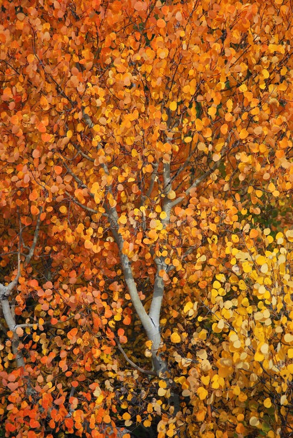 Fall Aspen Tree stock photo. Image of fall, autumn, leaf - 6466332