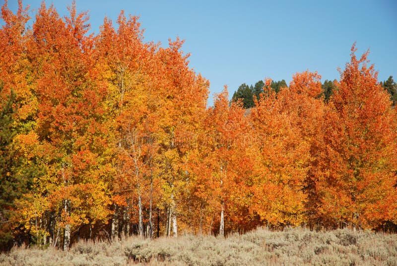 Fall Aspen Tree stock photo. Image of fall, autumn, leaf - 6466332