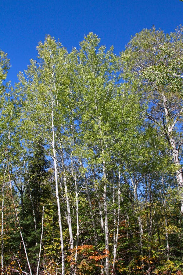 Fall aspen trees stock image. Image of fall, blue, trees - 39242777