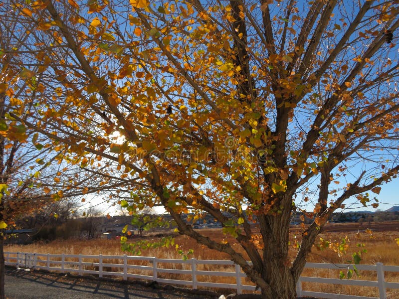 Fall Atmosphere stock photo. Image of sunlight, relaxing - 109962282