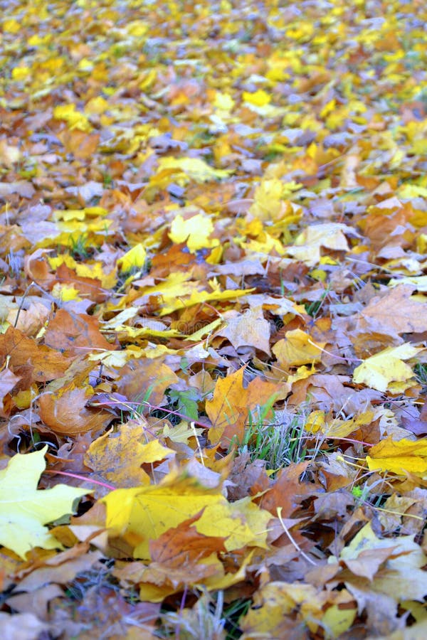 Autmn stock photo. Image of people, trees, river, water - 48910178
