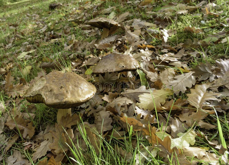 Fall or Autum Colorful Fungi Stock Photo - Image of october, bright ...