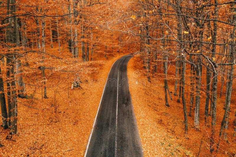 Fall Autumn Forest Road in the Middle of the Forest with Car Pas Stock ...