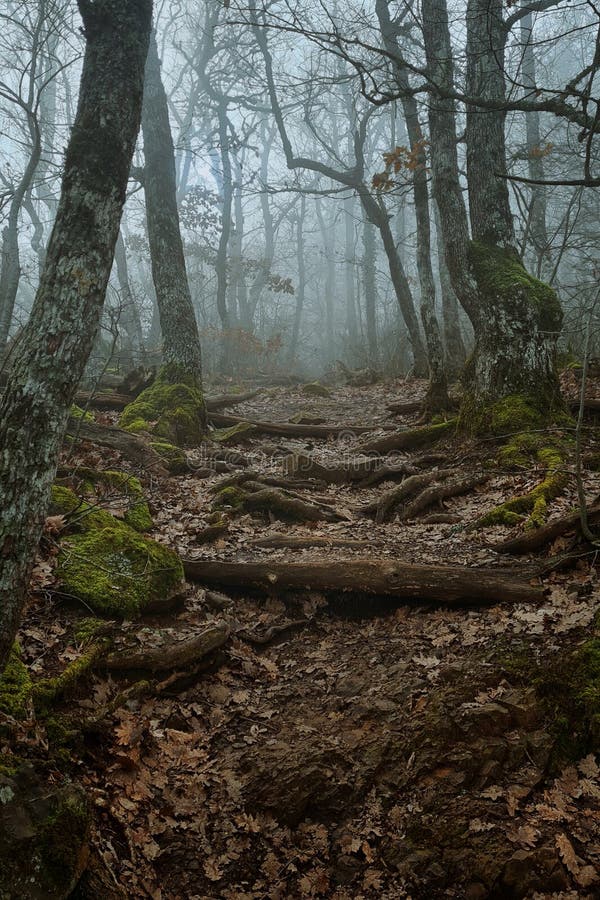 Fall Autumn Forest Woods with Path Stock Image - Image of idyllic ...