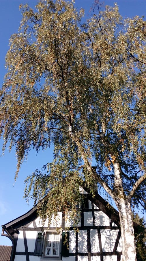 Fall Autumn Herbst Baum Birke Stock Image - Image of beginning, herbst ...