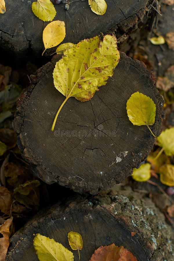 Fall Autumn Leaf on an Old Weathered Wooden Stump from a Tree Stock ...