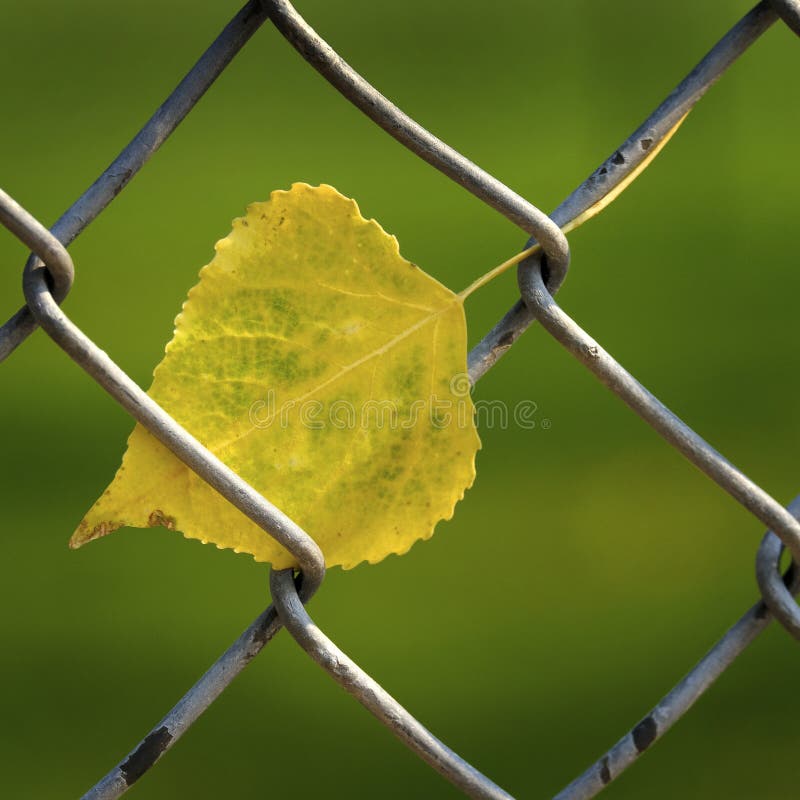 Fall Autumn Leaf Stuck or Caught in Chain Link Fence Stock Image ...