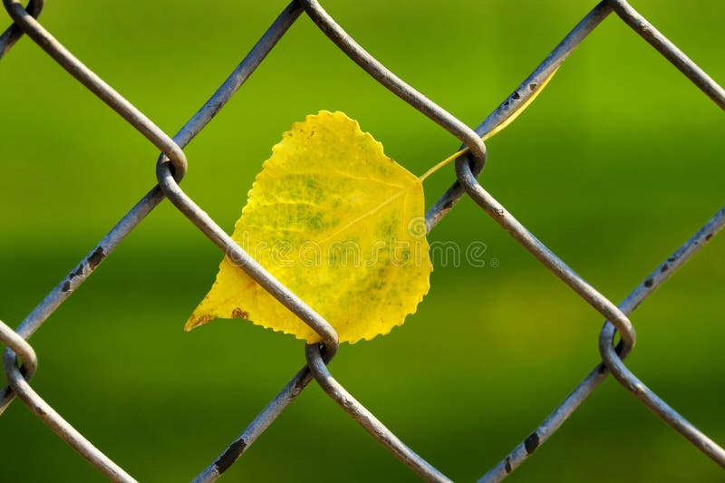 Fall Autumn Leaf Stuck or Caught in Chain Link Fence Stock Photo ...