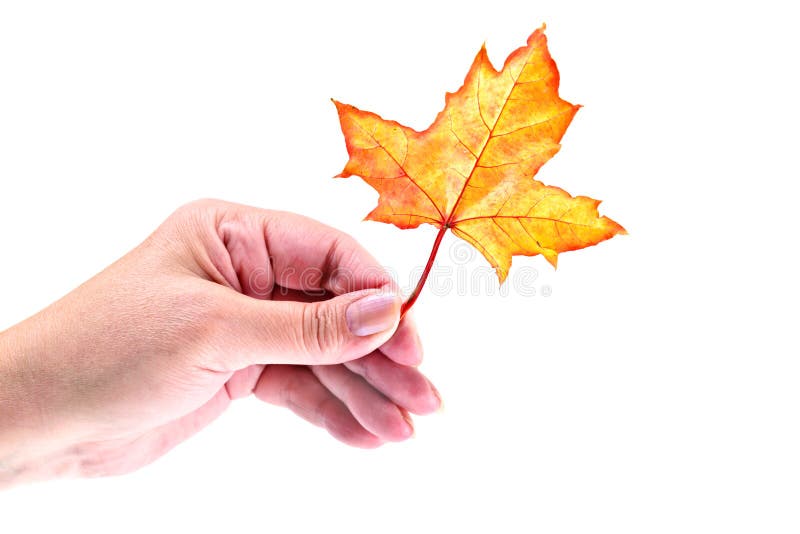 Fall Autumn Leaf in Women Hand Stock Image - Image of background ...