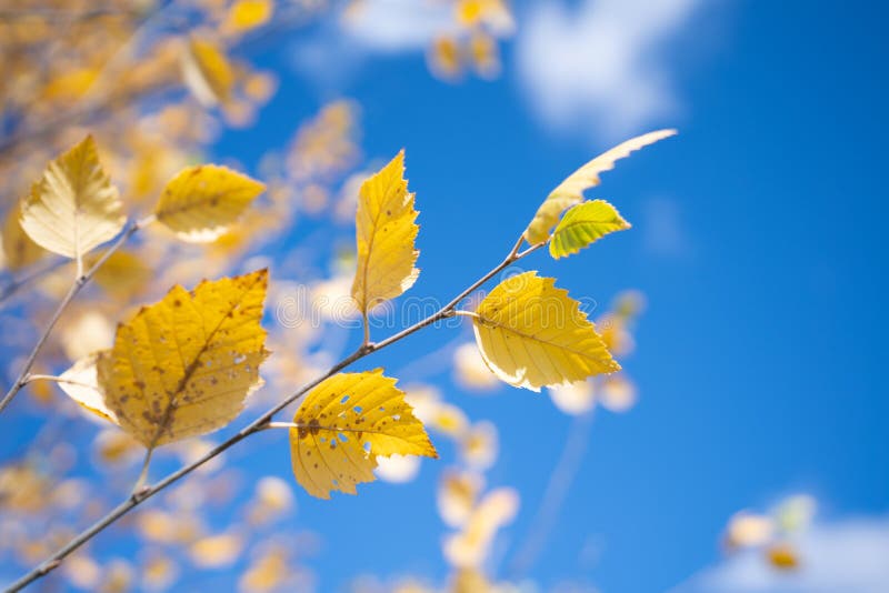 Fall or Autumn Leaves Against Blue Sky Stock Image - Image of maple ...