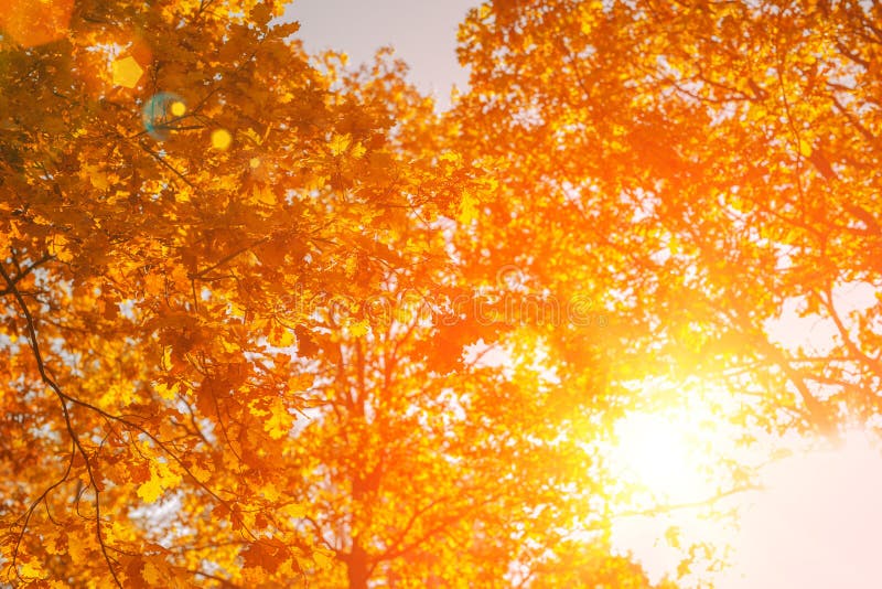 Fall, Autumn, Leaves Background. Tree Branch with Autumn Leaves of a ...