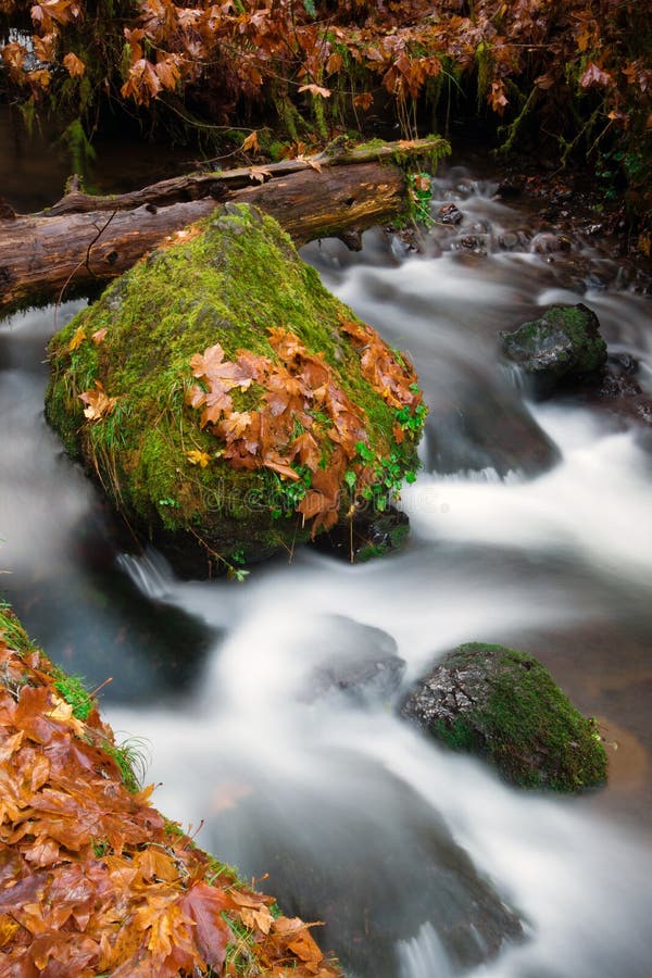 Fall Autumn Leaves Forest Stream Bubbling Brook Mossy River Stock Photo ...