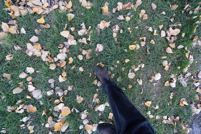 Fall Autumn Leaves on the Grass in Park Stock Photo - Image of branch ...