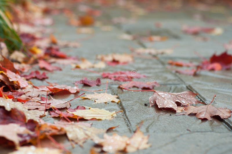 Fall Autumn Leaves on Patio Stone Stock Image - Image of fall, rocks ...