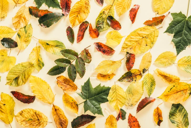 Fall Autumn Leaves Pattern on Pastel Beige Background. Autumn ...