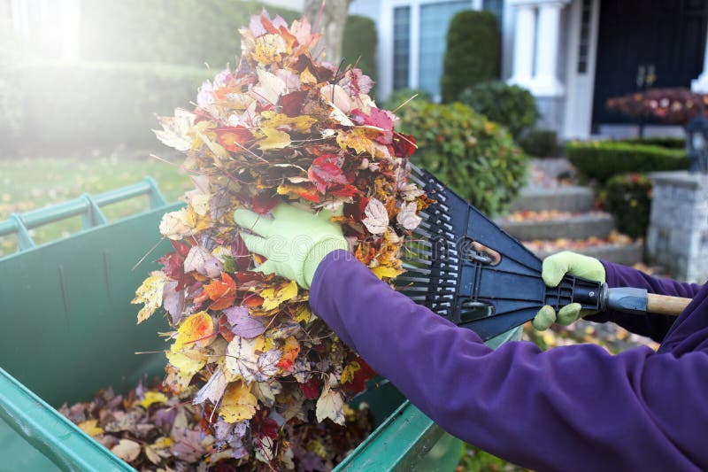 Fall or Autumn Leaves with Rake Being Put in Container for Yard Clean ...