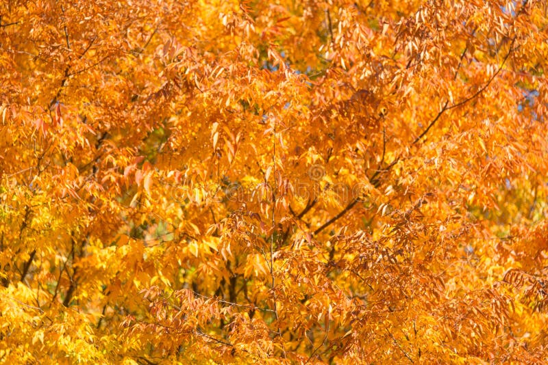 Fall autumn season stock photo. Image of bench, spring - 43187914