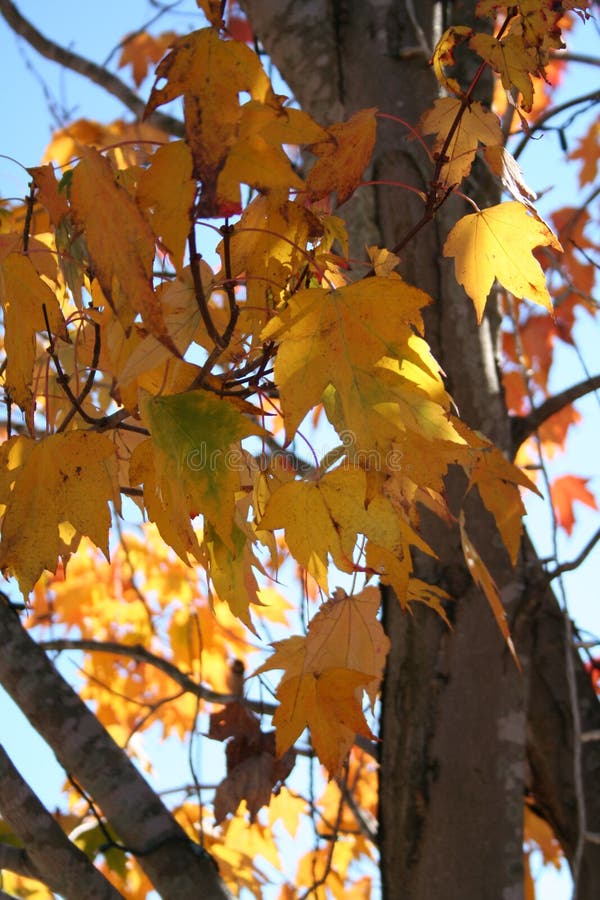 Fall Autumn Setting with Trees and Leaves Stock Photo - Image of cool ...