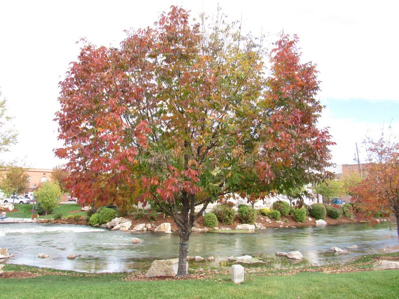 Fall Autumn Tree on Stream Side Stock Image - Image of tree, autumn ...