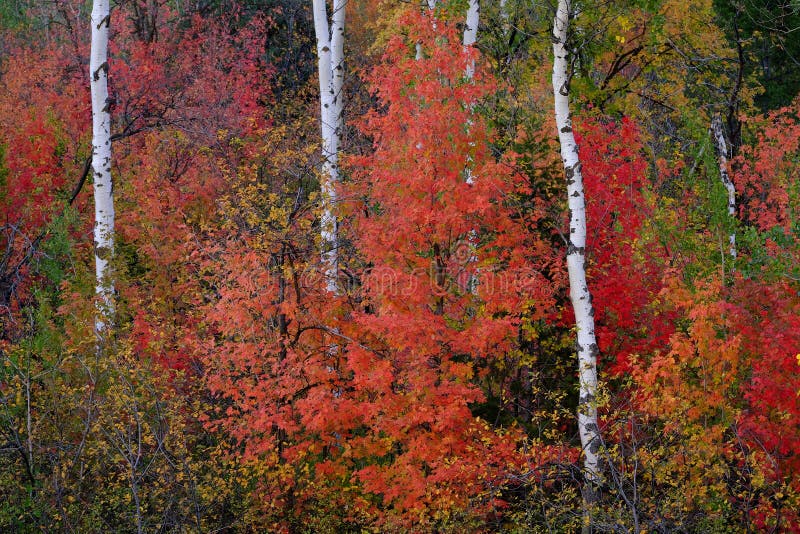 Birch Aspen Trees in Autumn Fall Stock Photo - Image of colorful, great ...