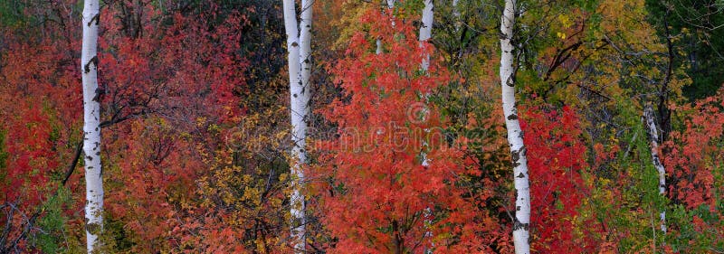 Fall Autumn Trees with White Birch Aspen Trunks Colorful Stock Image ...