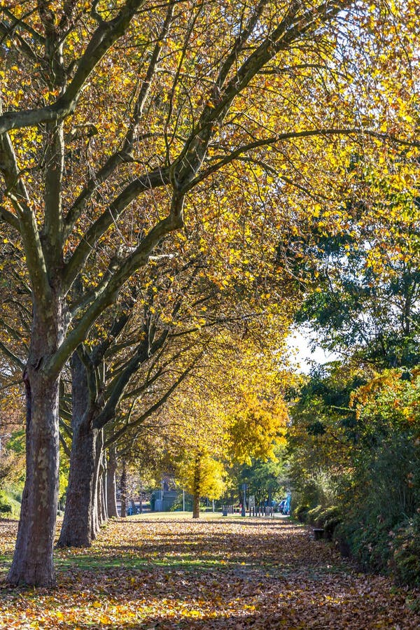 Fall Autumn way to walk stock photo. Image of trees, clear - 80476920