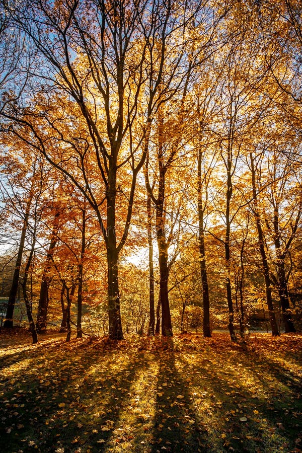 Fall / Autumn in the Woods Portrait Format Stock Image - Image of ...