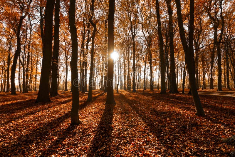 Fall / Autumn in the woods stock image. Image of outdoor - 39216147