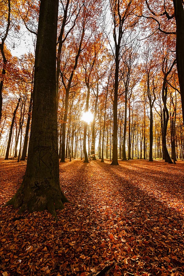 Fall / Autumn in the Woods Portrait Format Stock Image - Image of ...