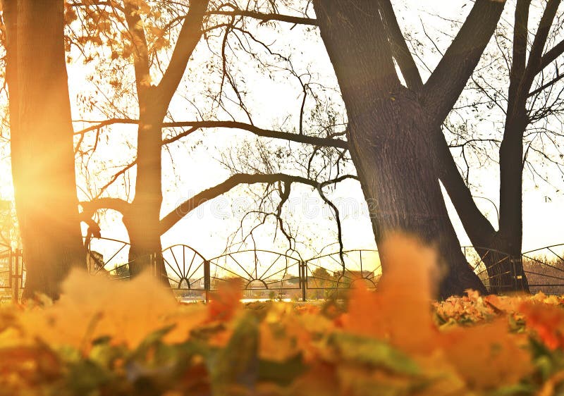 Fall stock photo. Image of outdoors, golden, park, fallen - 84675702