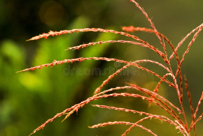 Fall Back Ground, Natural Nature at Fall Stock Image - Image of village ...