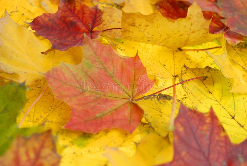 Fall background stock photo. Image of environment, october - 11543342