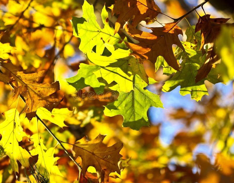 Fall background stock image. Image of closeup, leaves - 7116433