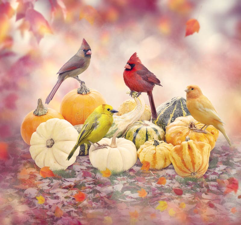 Fall Background with Birds and Pumpkins Stock Image - Image of colorful ...