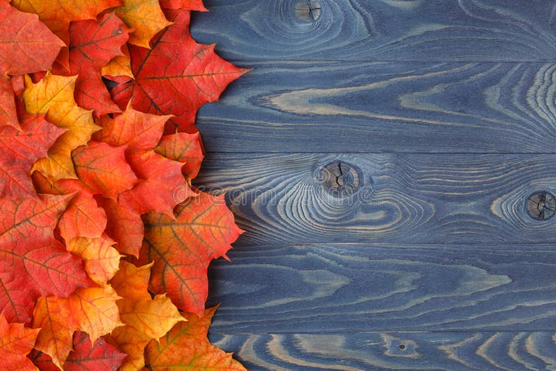 Fall Background Frame with Maple Leaves on Blue Stock Image - Image of ...