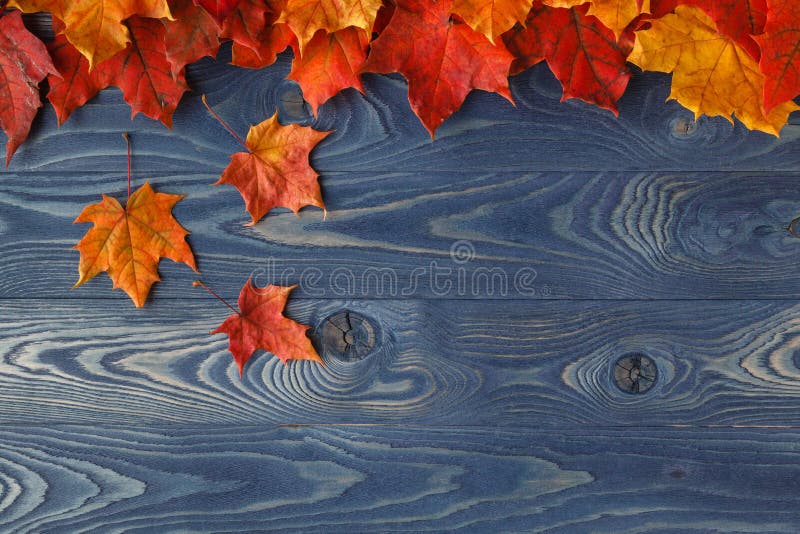 Fall Background Frame with Maple Leaves on Blue Stock Photo - Image of ...