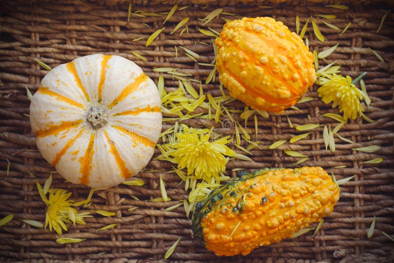 Fall Background with Pumpkins Stock Photo - Image of ornamental, macro ...