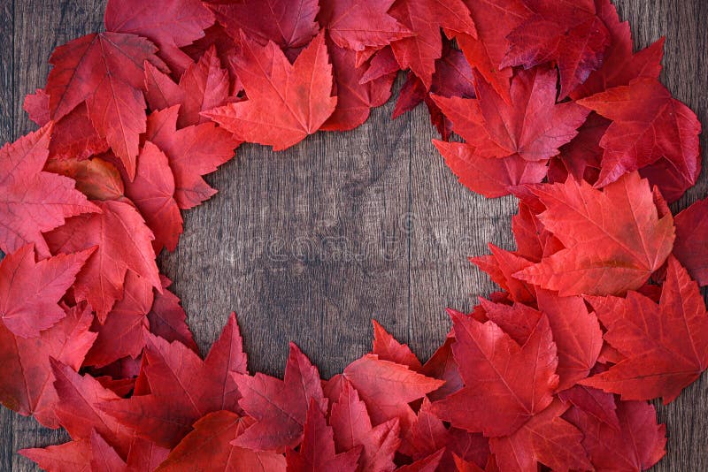Fall Background, Red Maple Leaves Making a Round Frame on a Rustic Wood ...