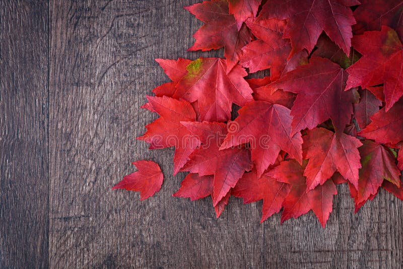 Fall Background of Red Maple Leaves Spilled on a Rustic Wood Background ...