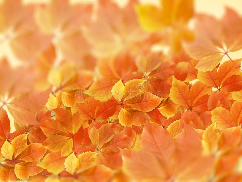 Fall Background Symphony. Colorful Red and Orange Autumn Leaves with ...
