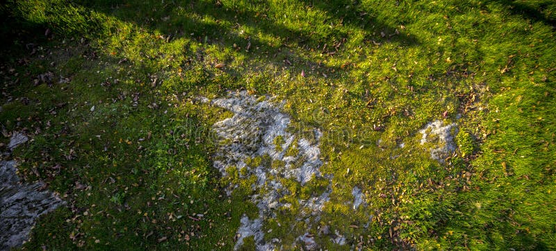 Fall background texture stock photo. Image of stone - 130266012