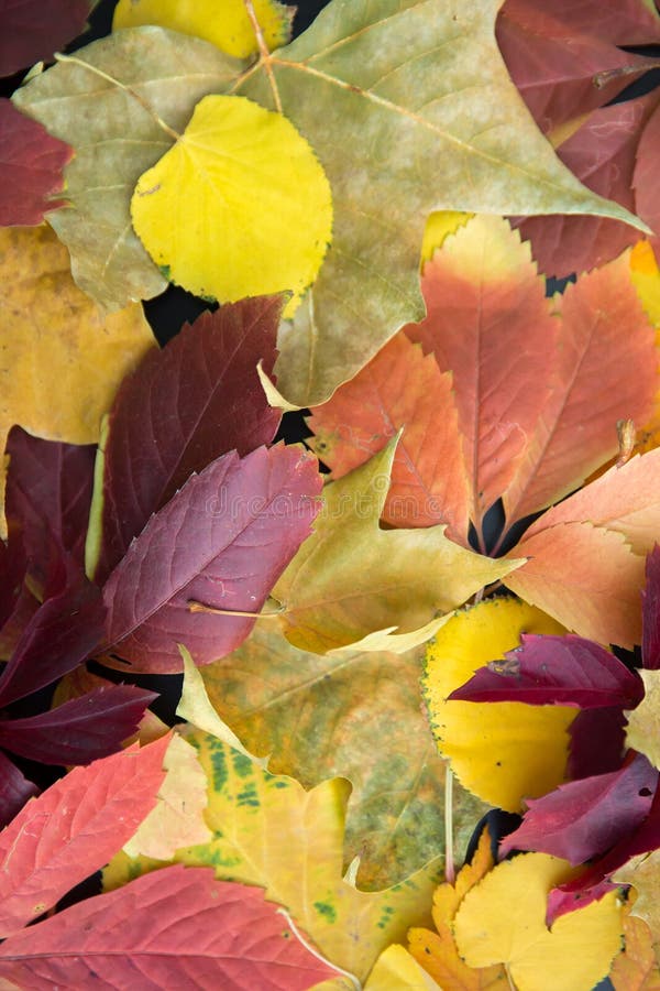 Fall Background, Texture and Pattern. Colorful Autumn Leaves Laying on ...
