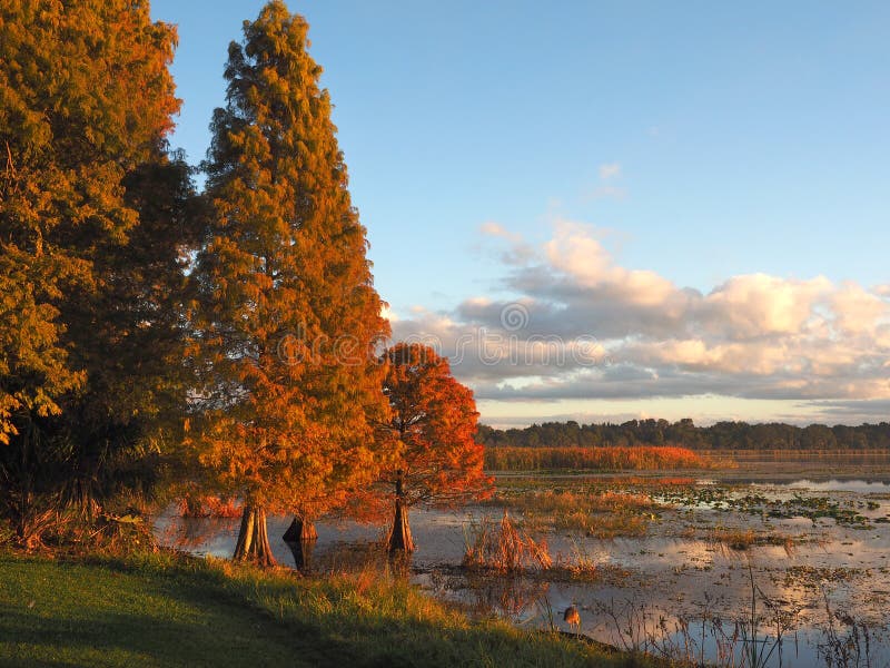 Fall Bald Cypress Trees on a Florida Lake Stock Image - Image of leaves ...