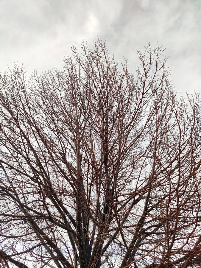 Fall Bare Tree in Clear Skies Stock Photo - Image of line, sketch ...