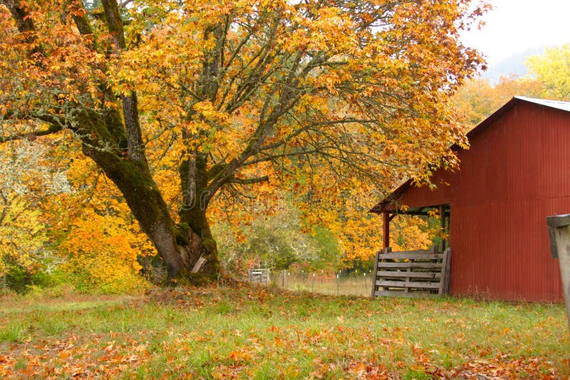 Fall Barn and Tree stock photo. Image of stable, orange - 12507928